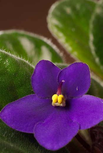 Violeta africana - protejata oficial in toata lumea - Misiunea Casa