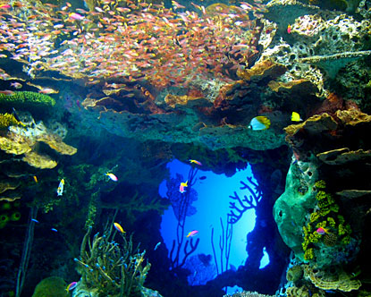 Acvariul - mai mult decat un simplu decor - Misiunea Casa